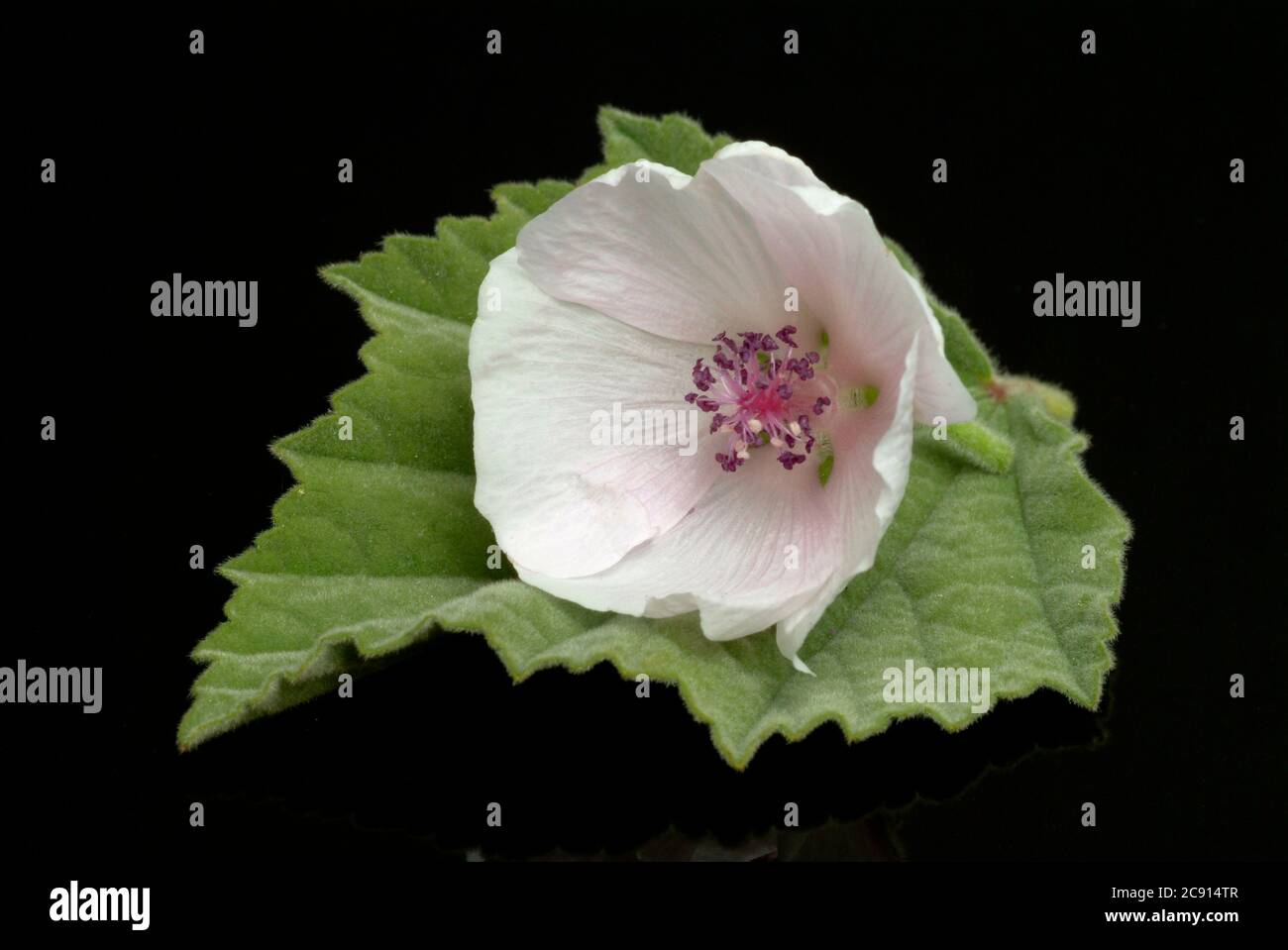 Marshmallow, Allthea officinalis, also called drug-marshmallow ...