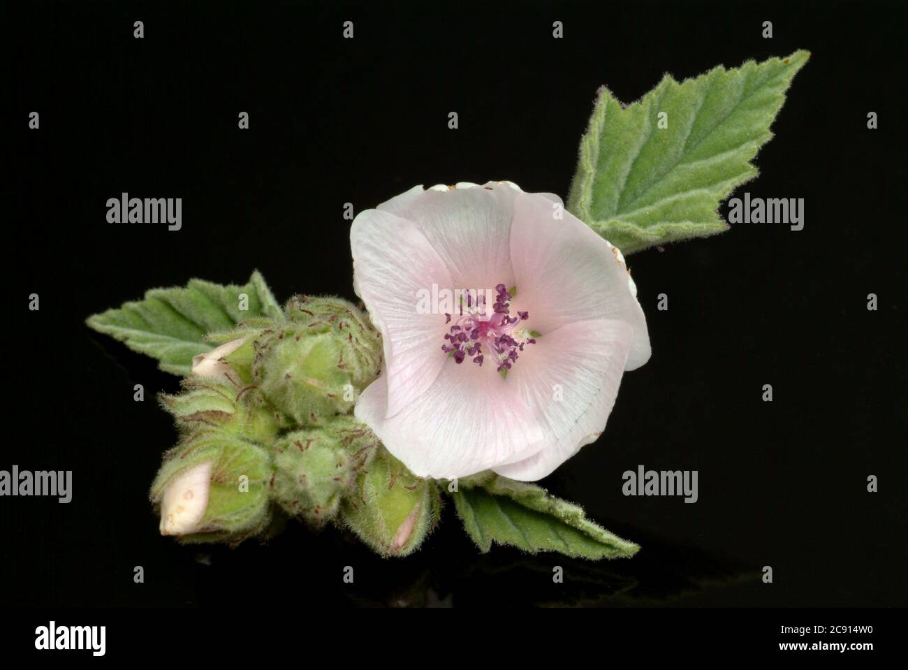 Marshmallow, Allthea officinalis, also called drug-marshmallow ...