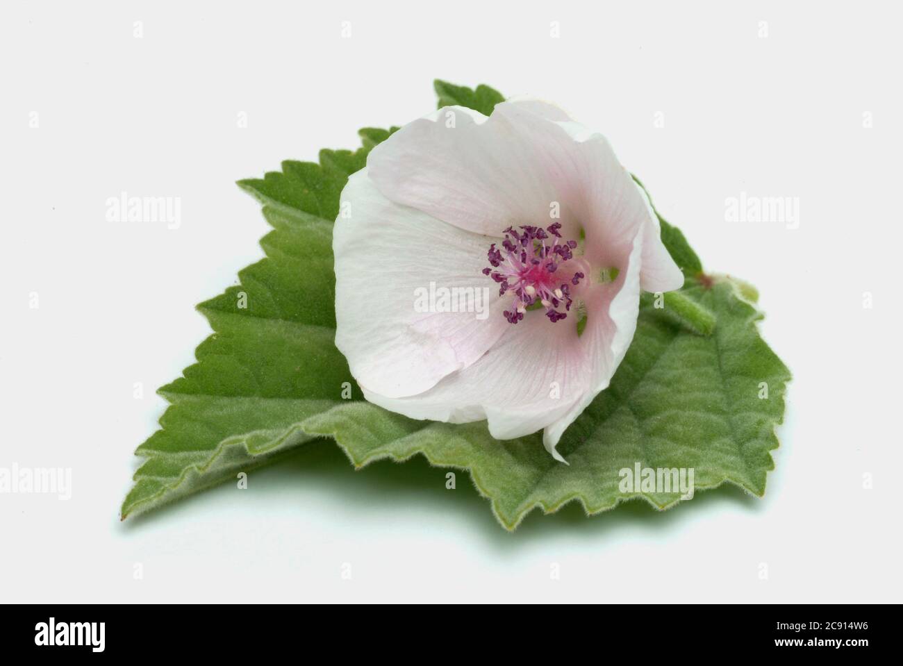 Marshmallow, Allthea officinalis, also called drug-marshmallow ...