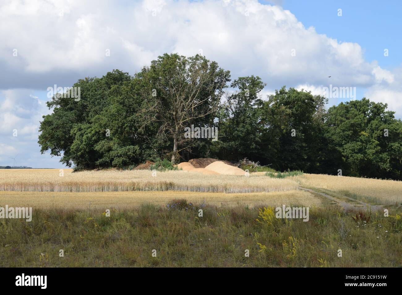 forest and grain fields Stock Photo - Alamy