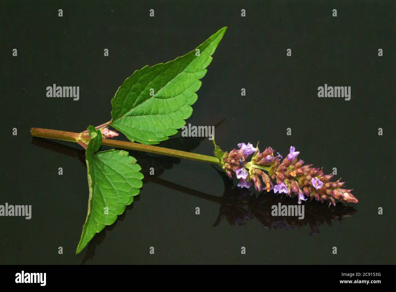 Agastache rugosa, Agastache rugosa, Korean Zest. used in Eastern Asia ...