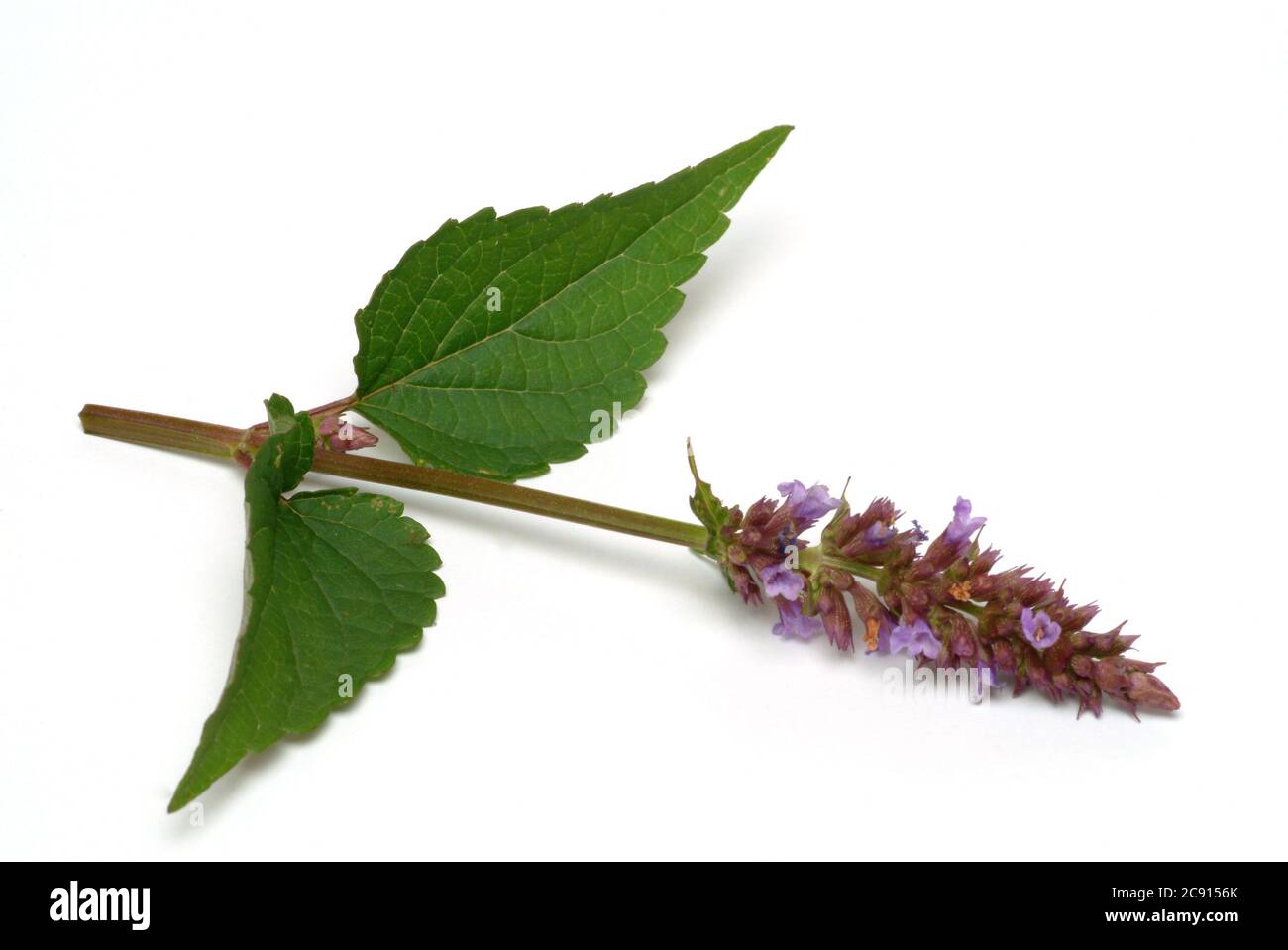 Giant hyssop agastache Cut Out Stock Images & Pictures - Alamy