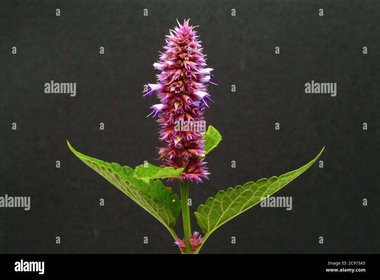 Agastache rugosa, Agastache rugosa, Korean Zest. used in Eastern Asia ...