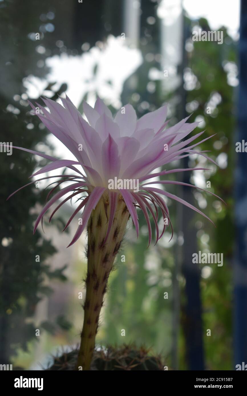 blooming queen of the night cactus Stock Photo - Alamy