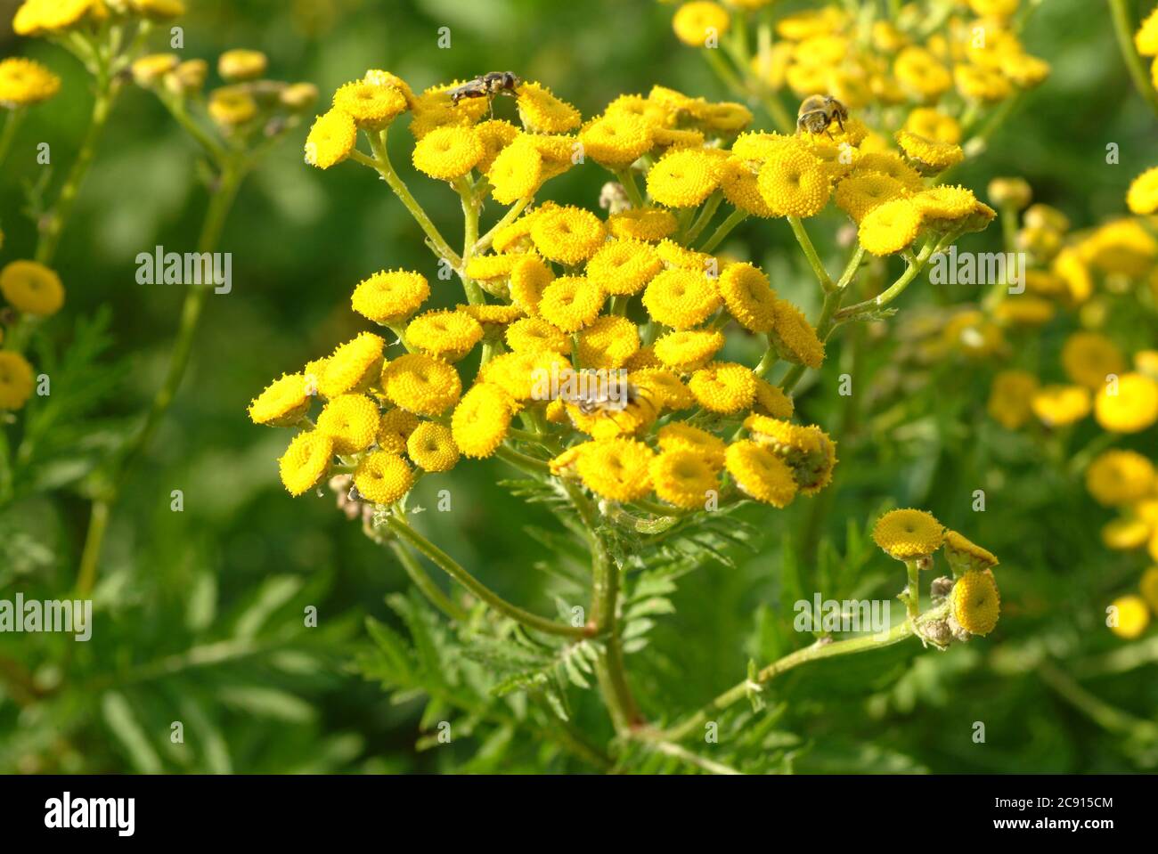 "Tansy, vulgare Tanacetum, Syn .: Chrysanthemum vulgare, tansy. Tansy ...