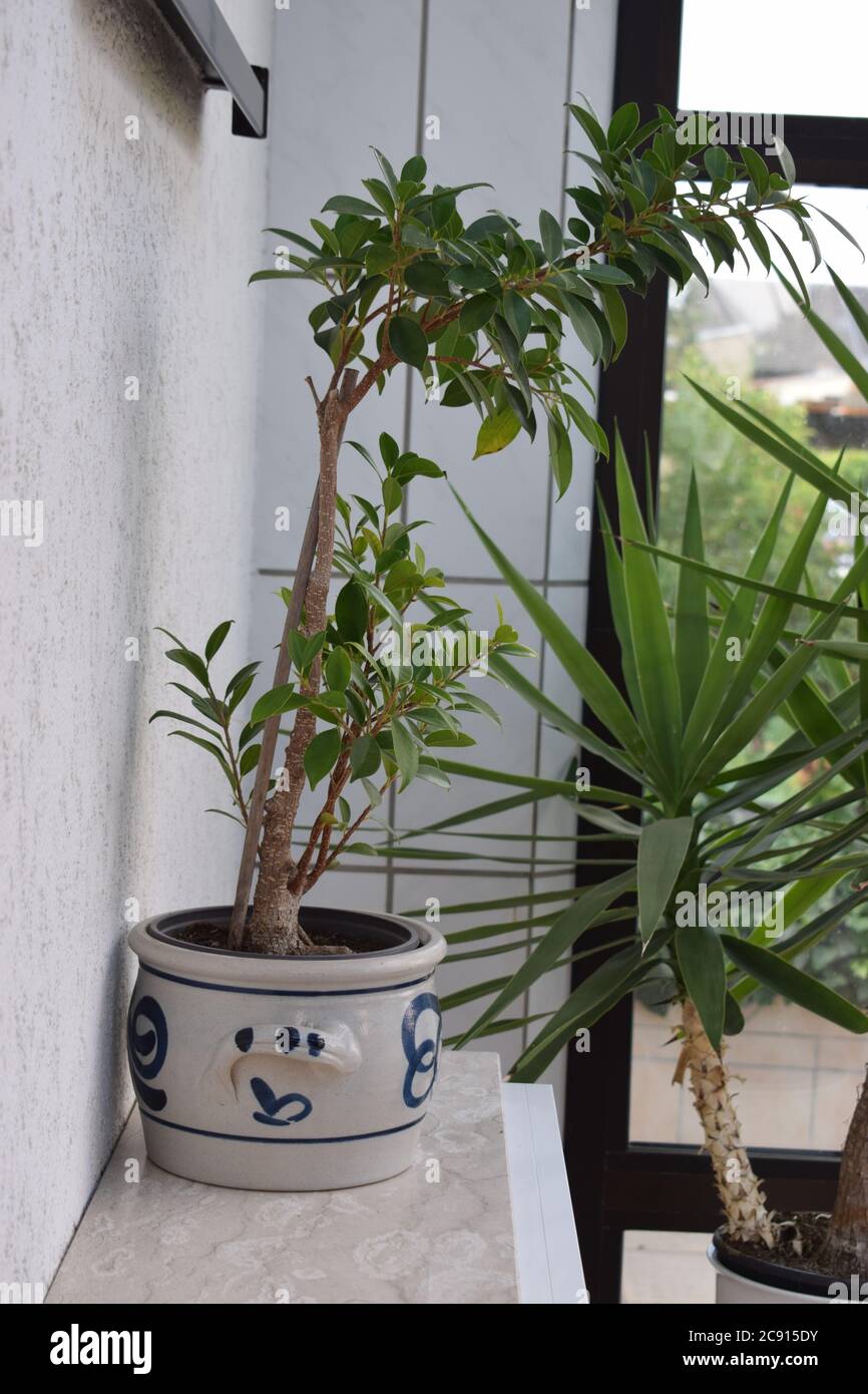 bonsai and yucca Stock Photo - Alamy