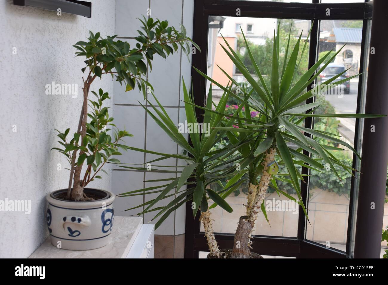 bonsai and yucca Stock Photo - Alamy