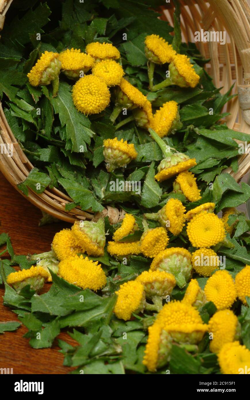 "Tansy, vulgare Tanacetum, Syn .: Chrysanthemum vulgare, tansy. Tansy ...