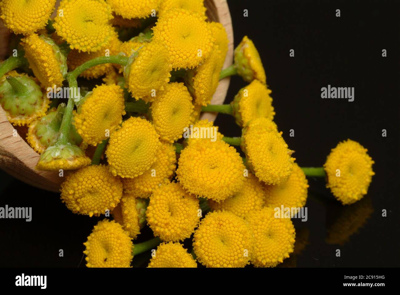 "Tansy, vulgare Tanacetum, Syn .: Chrysanthemum vulgare, tansy. Tansy ...