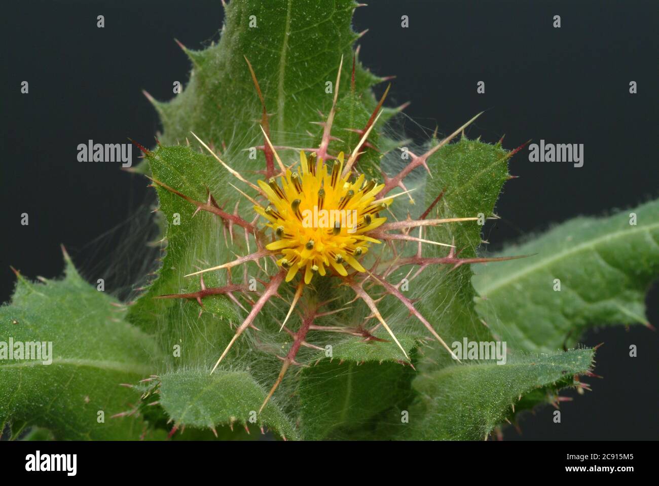 Blessed thistle, Centaurea benedicta, Cnicus benedictus, Kardobenedikte ...