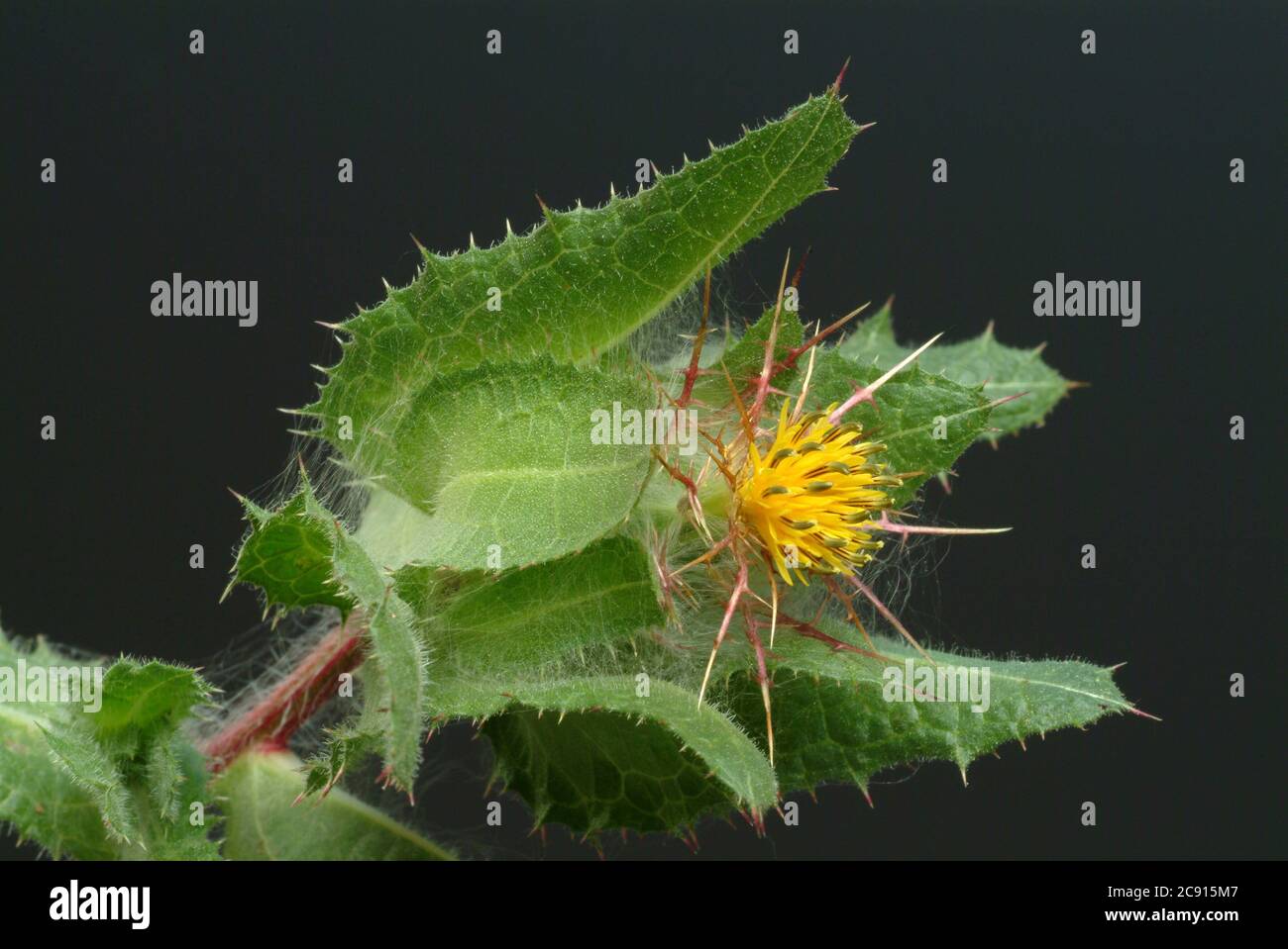Cnicus cnicus benedictus hi-res stock photography and images - Alamy