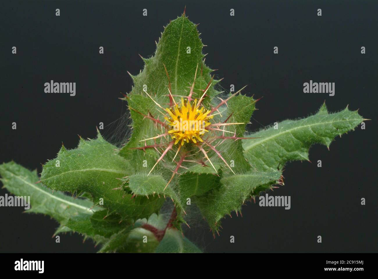 Benediktend hi-res stock photography and images - Alamy