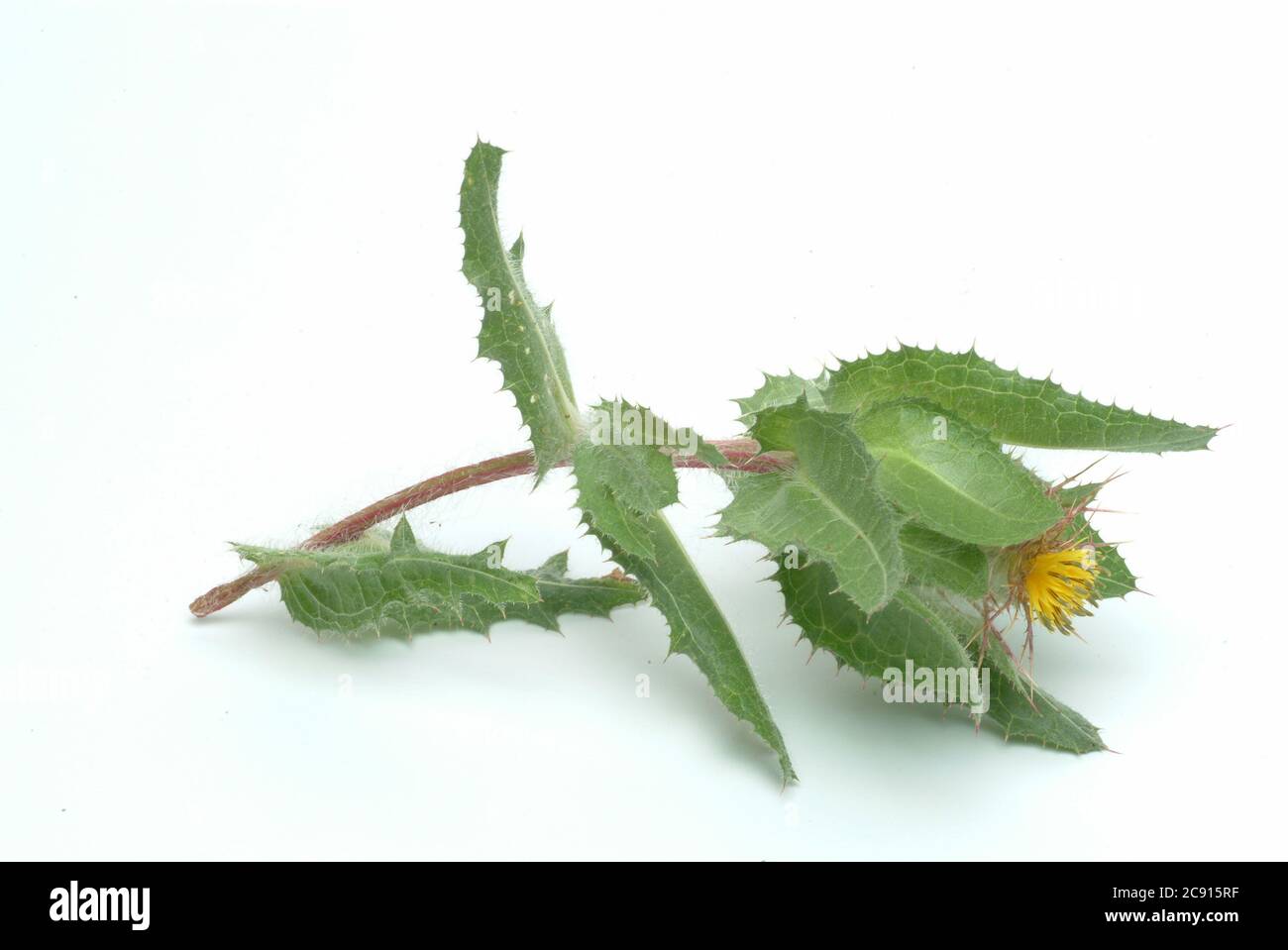 Blessed thistle, Centaurea benedicta, Cnicus benedictus, Kardobenedikte ...