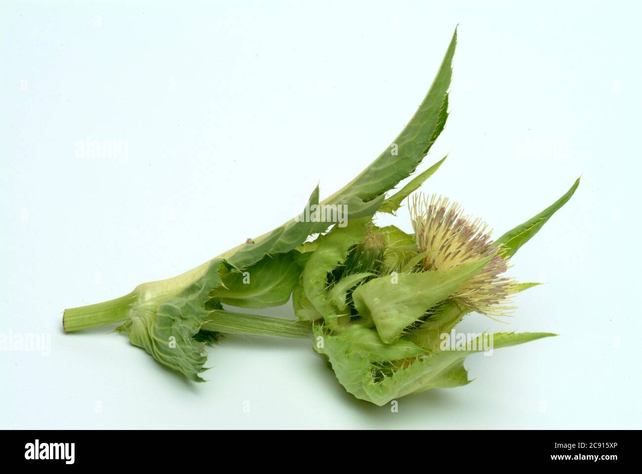 Siberia Herbs High Resolution Stock Photography and Images - Alamy