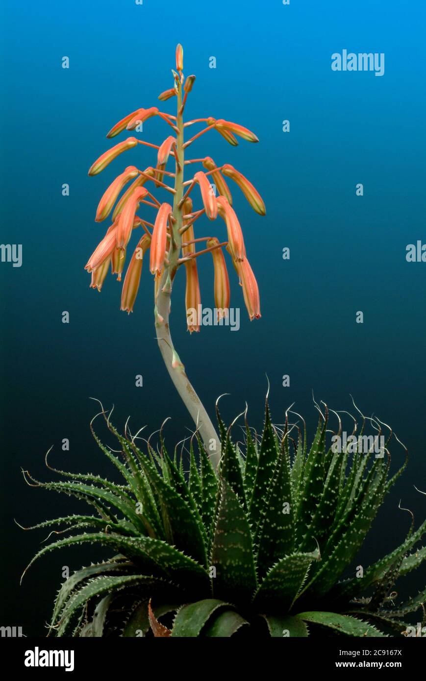 Aloe¸ real, Aloe¸ vera. The Aloe vera is officinal plant root of aloe ...