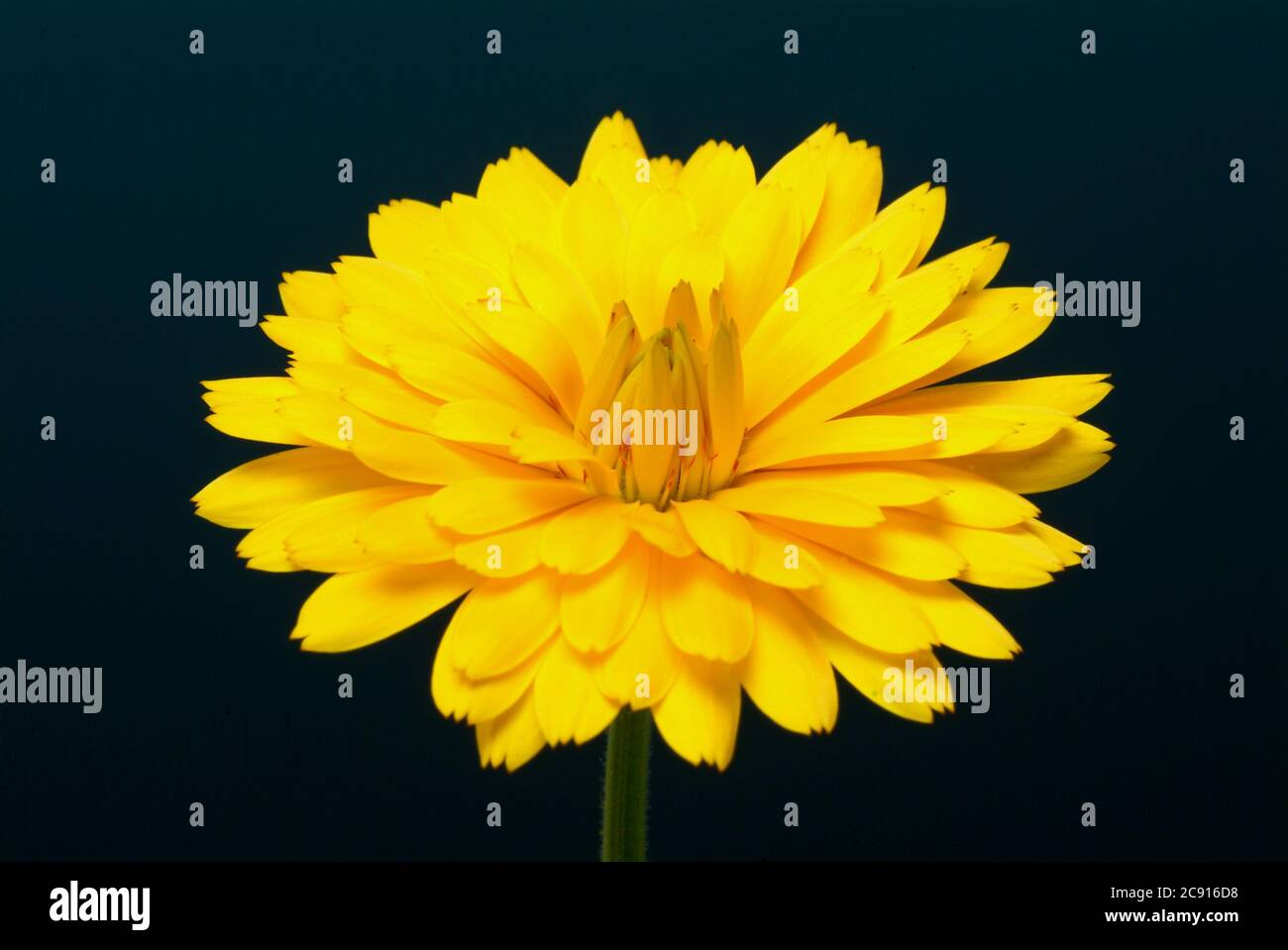 Marigold, Calendula officinalis. Pharmaceutically the dried flower ...