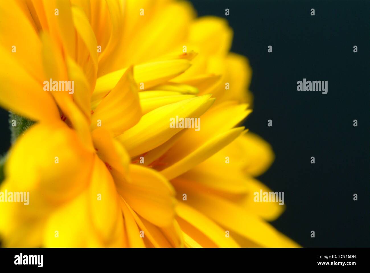 Pflanzlic hes hi-res stock photography and images - Alamy