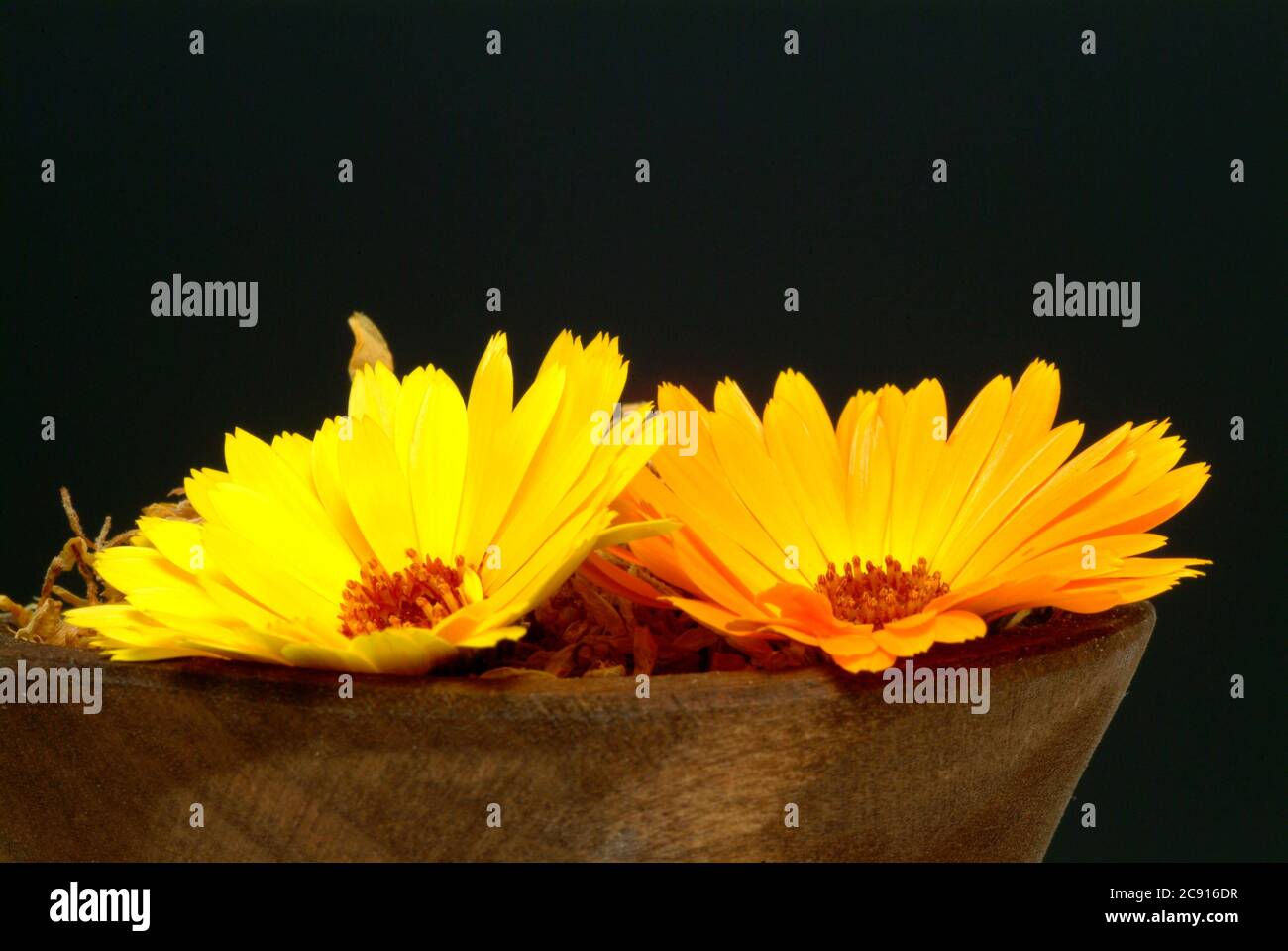 Marigold, Calendula officinalis. Pharmaceutically the dried flower ...
