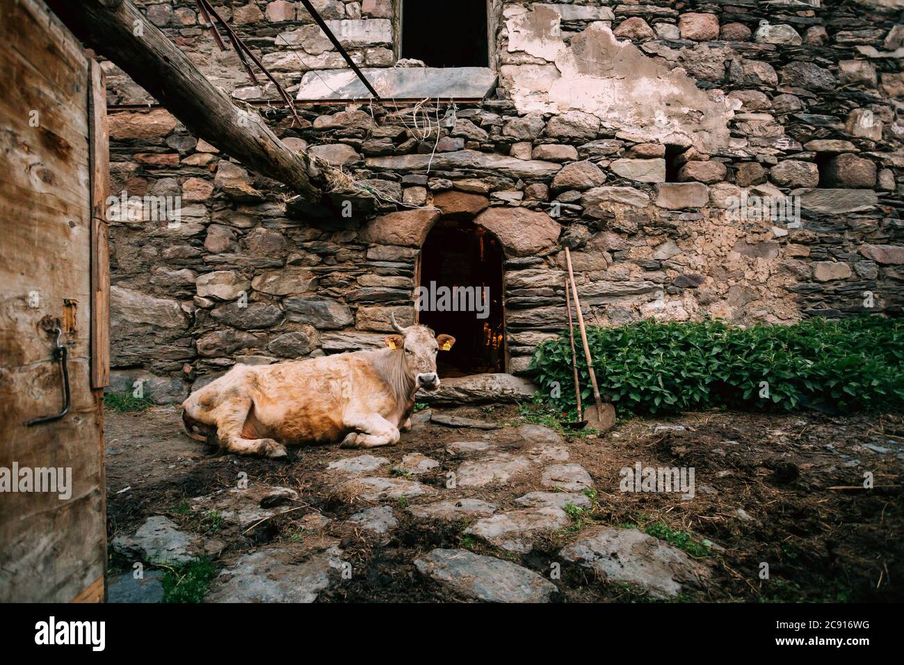 Georgia cow lying in hi-res stock photography and images - Alamy