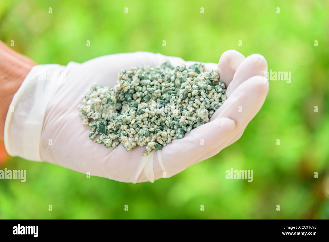 Trichoderma harzianum hi-res stock photography and images - Alamy