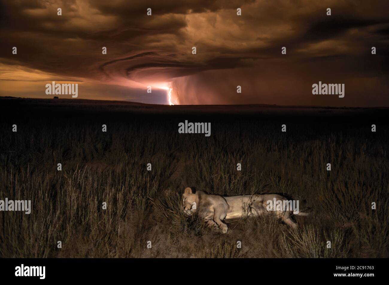 Lion by Lightning in Kalahari Stock Photo - Alamy