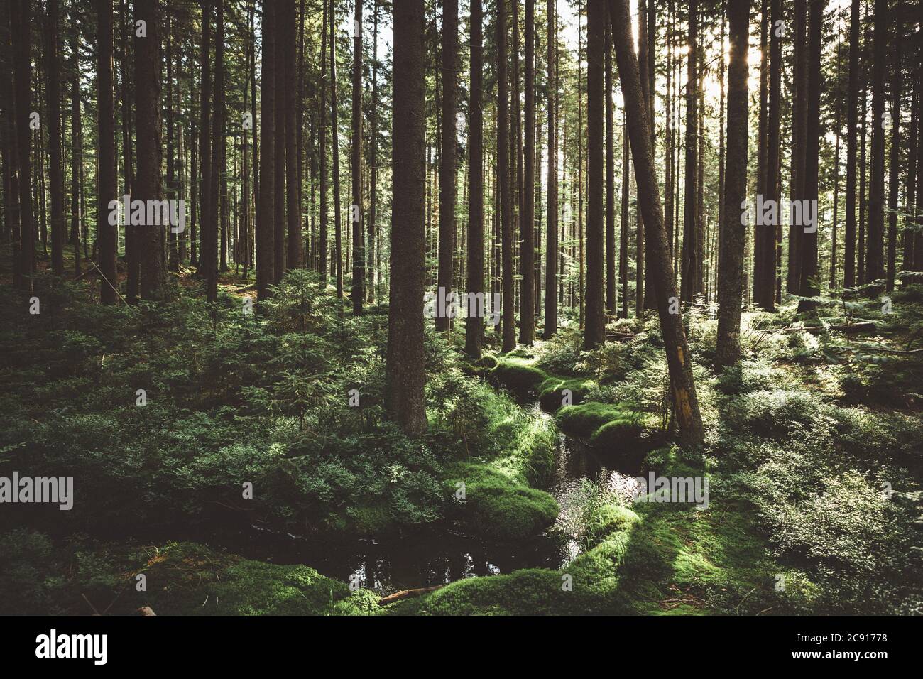 Beautiful bend of forest brook flowing between the shores covered with ...