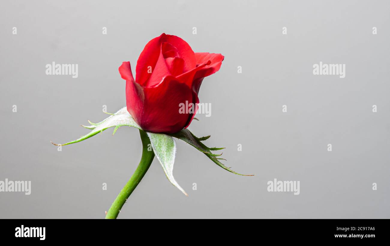 Single beautiful red rose isolated on dark background Stock Photo - Alamy