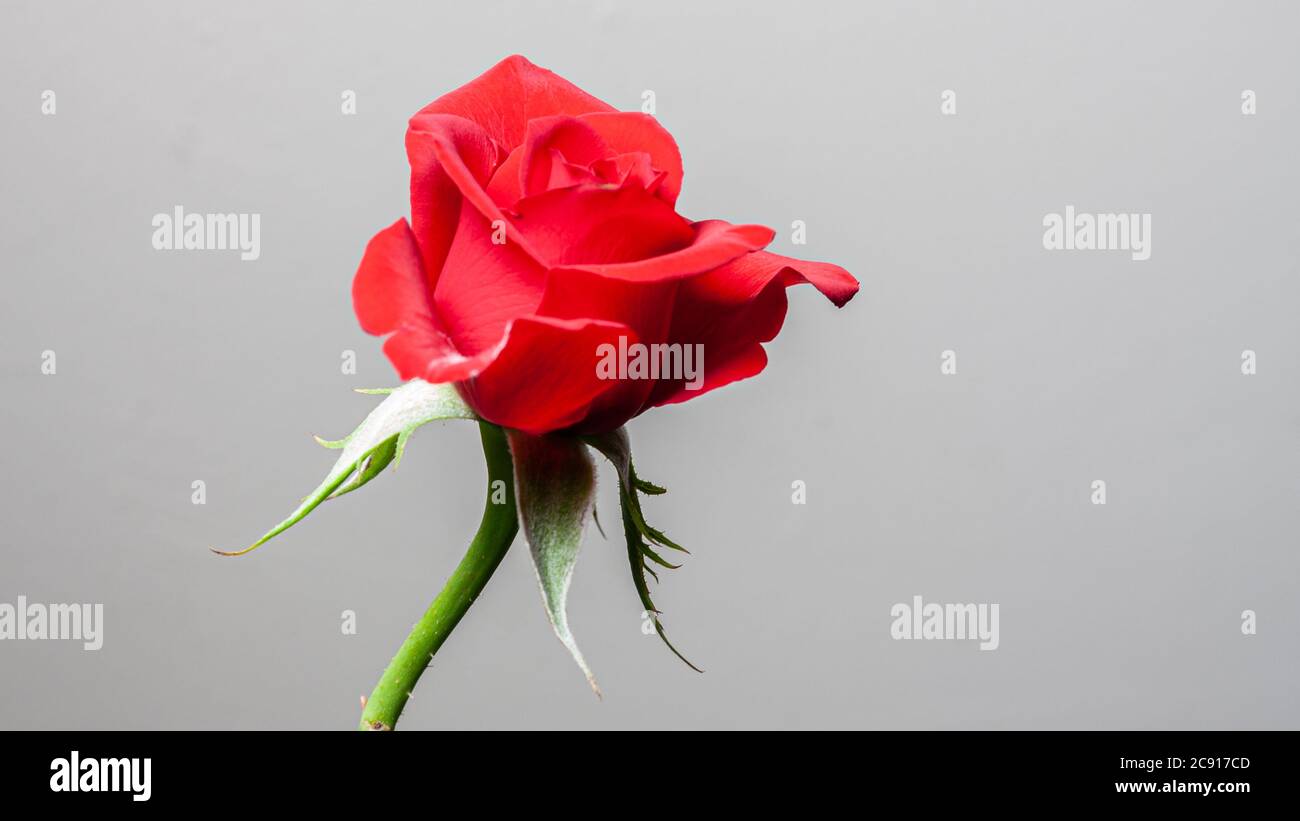 Single red rose cut out bud hi-res stock photography and images - Alamy