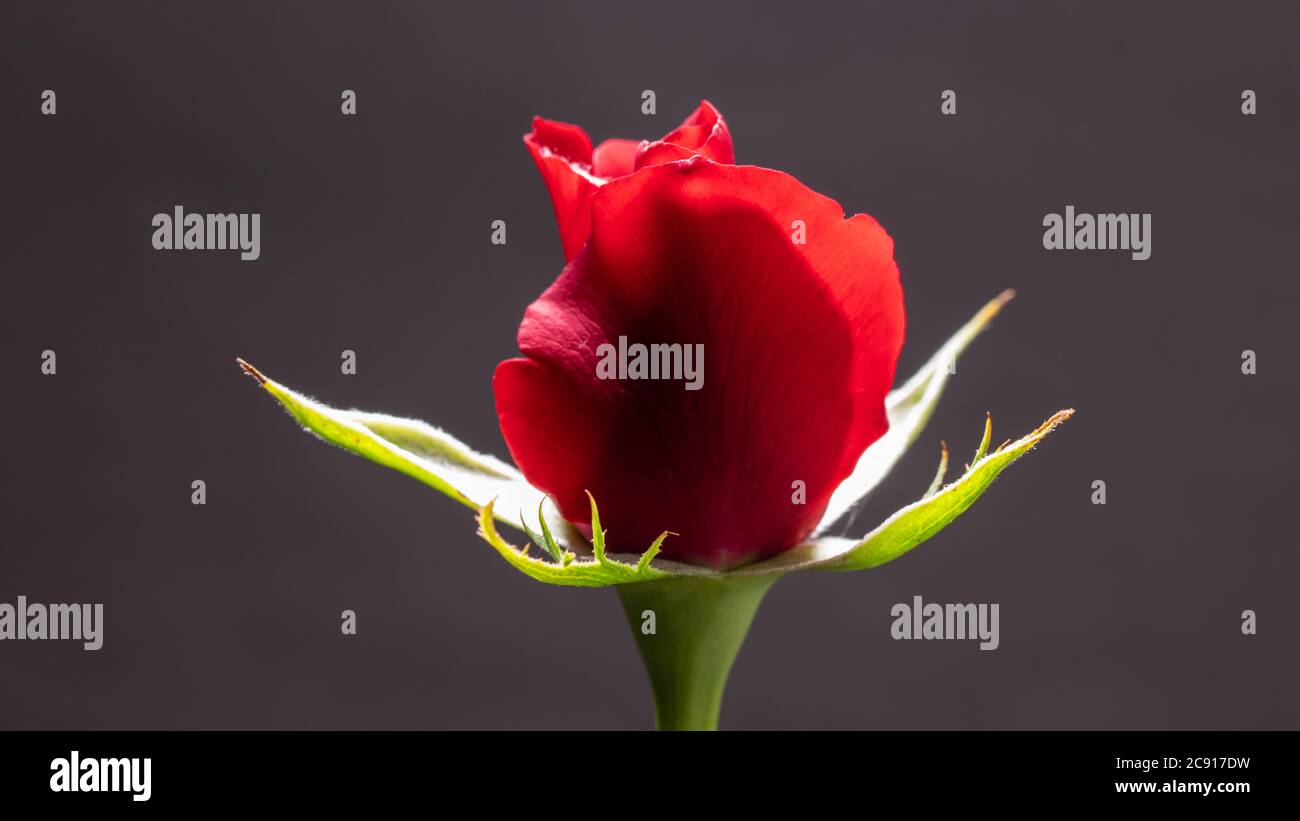 Single red rose cut out bud hi-res stock photography and images - Alamy