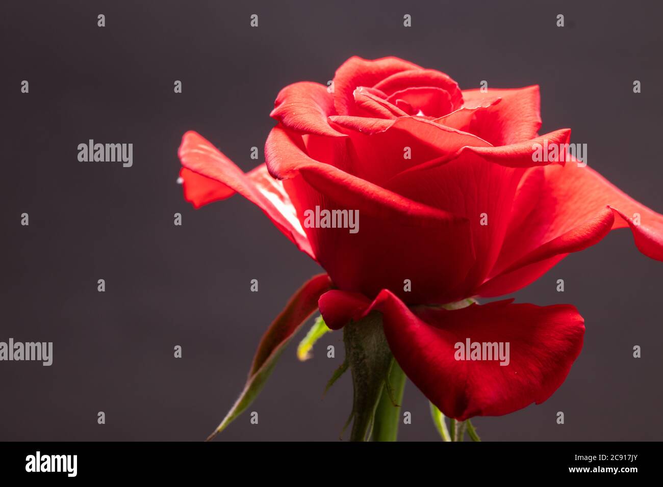 Single beautiful red rose isolated on dark background Stock Photo - Alamy
