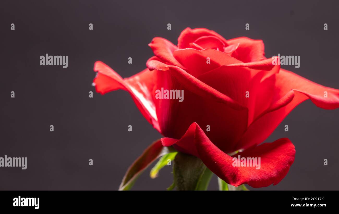 Red rose artwork hi-res stock photography and images - Alamy