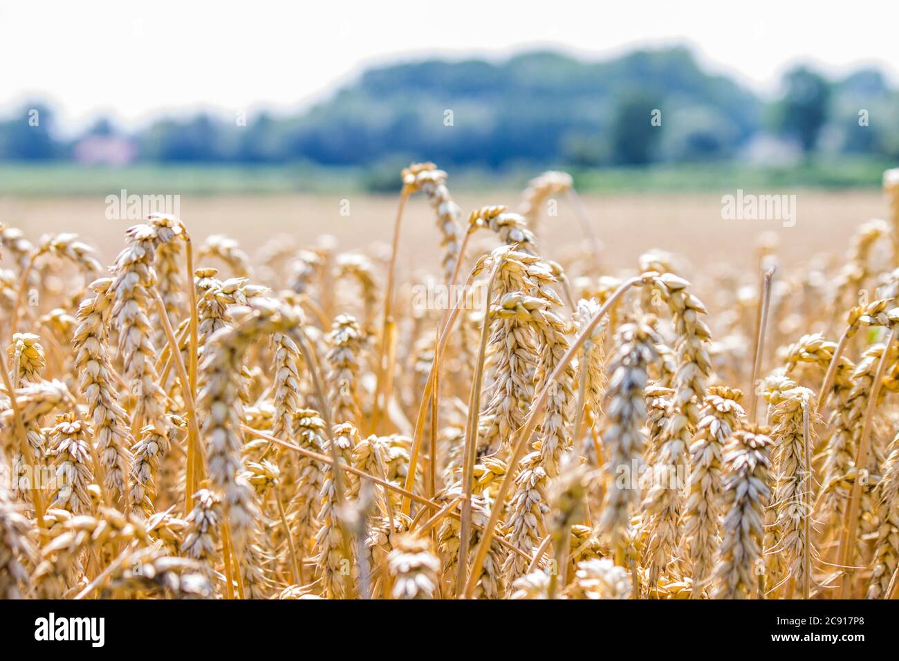 Feld felder fields getreide hi-res stock photography and images - Alamy