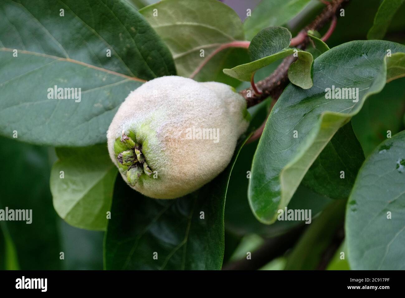 Cydonia oblonga Meech's Prolific Quince previously known as Pyrus ...