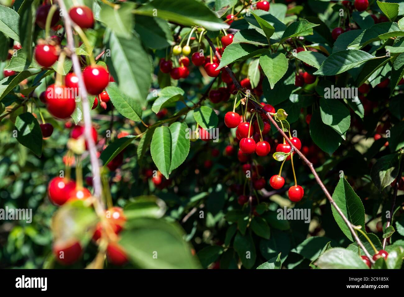 Tree branch with green leaves twig and many red ripe tasty juicy ...