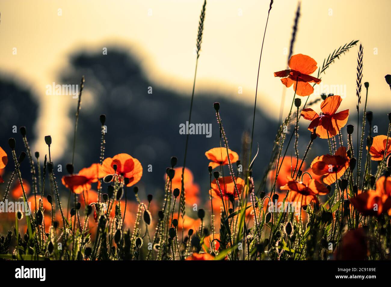 Mohn foto hi-res stock photography and images - Alamy