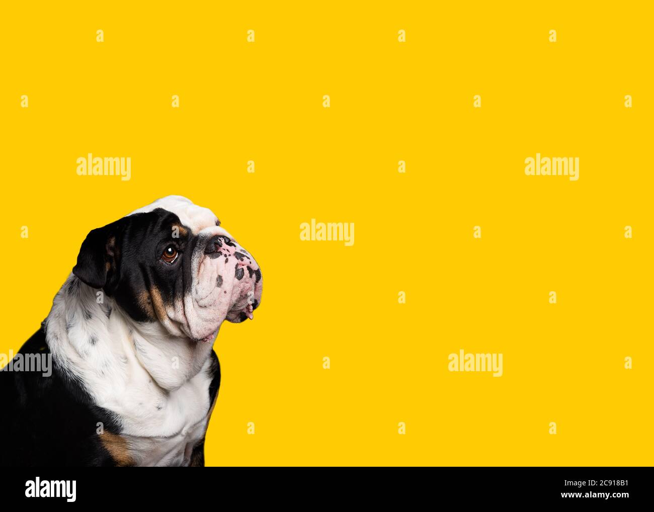 Portrait of Black and white English Bulldog sitting on yellow ...