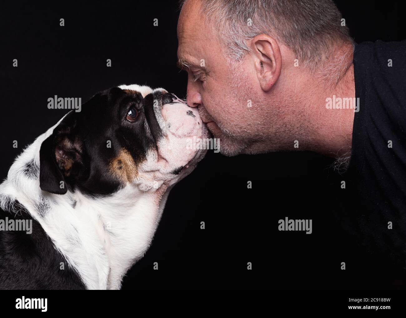 Black and white English Bulldog and man looking each other against ...