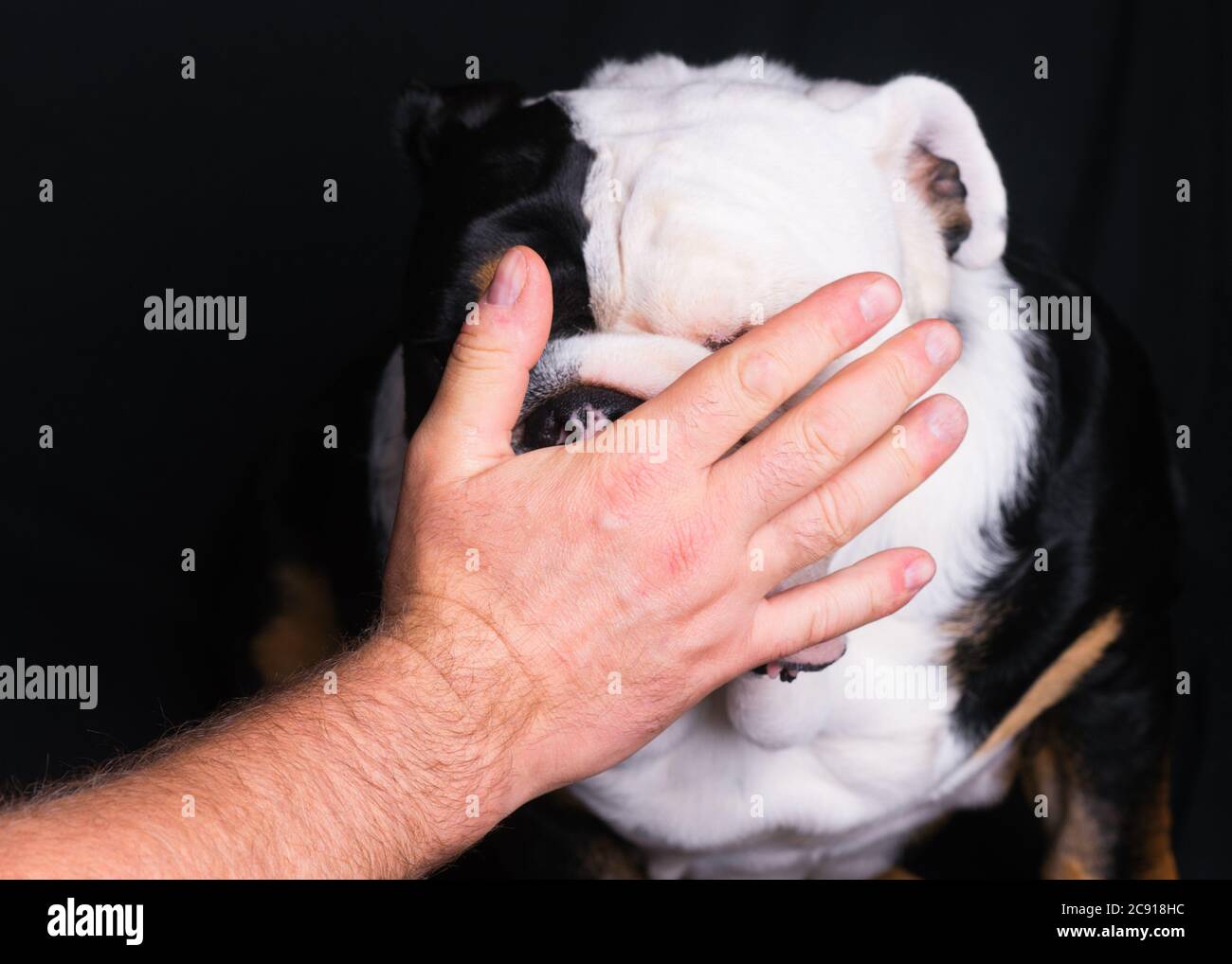 Hand stopping English Bulldog on black background Stock Photo - Alamy