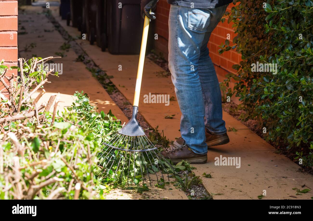 Man cleaning leaves and branches with a garden lawn rake after cutting ...