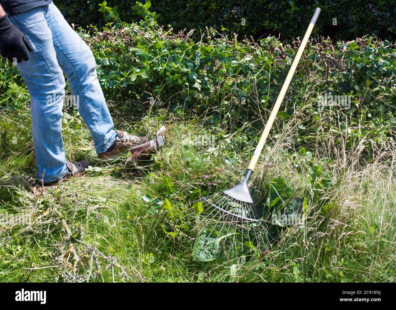 Man cleaning leaves and branches with a garden lawn rake after cutting ...