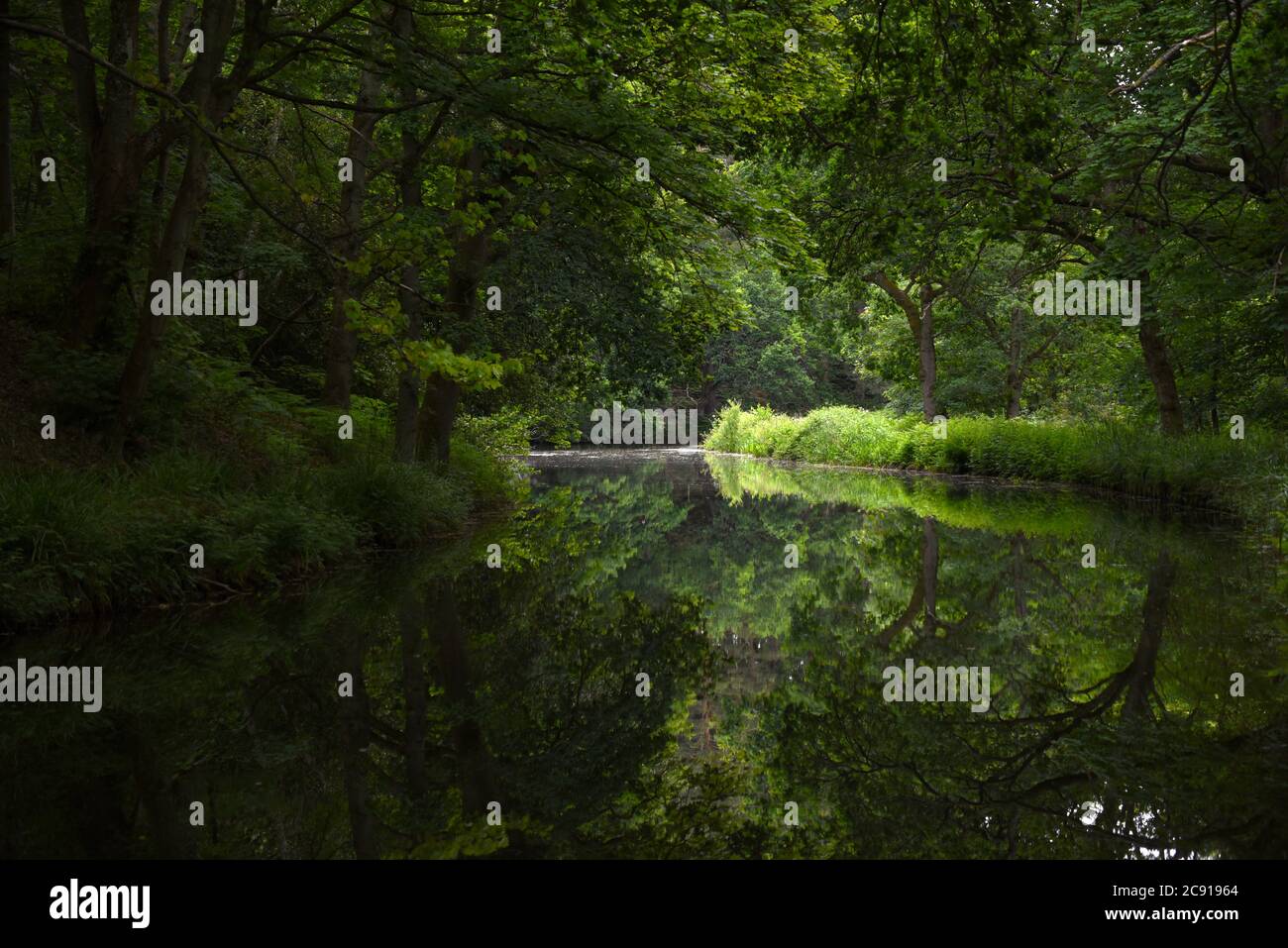 Trees and reeds are reflected in the still waters of the beautiful ...