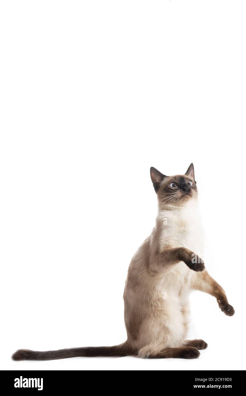 The cat sits on its hind legs and lifts its front paws Stock Photo - Alamy