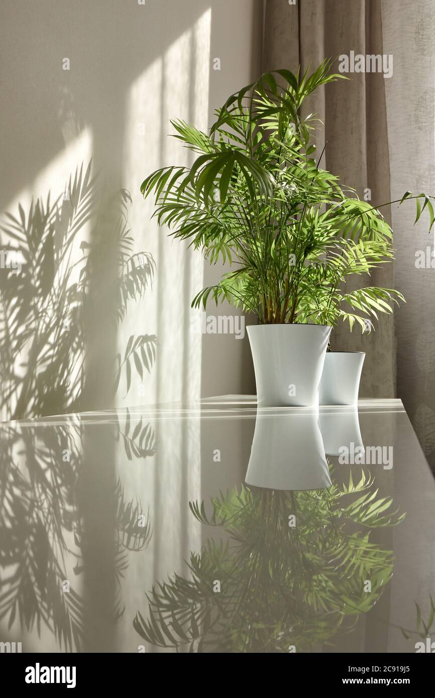 Glossy surface of desk with shadows and reflections from green ...