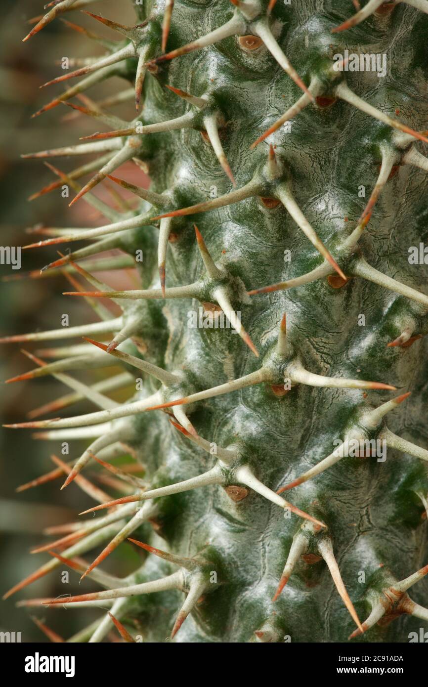 Didiereaceae hi-res stock photography and images - Alamy