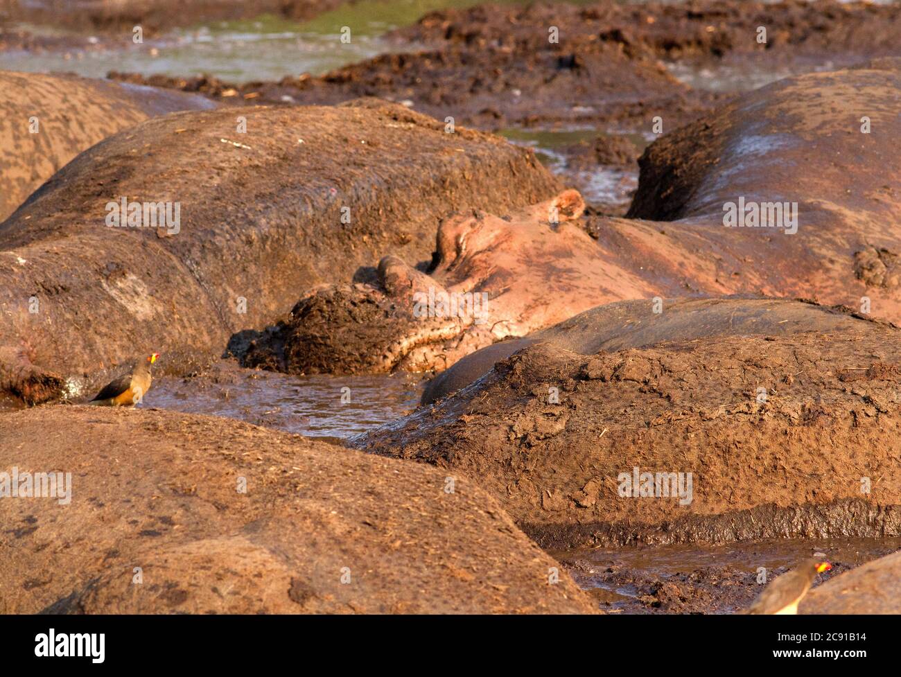 Hairless bird hi-res stock photography and images - Alamy