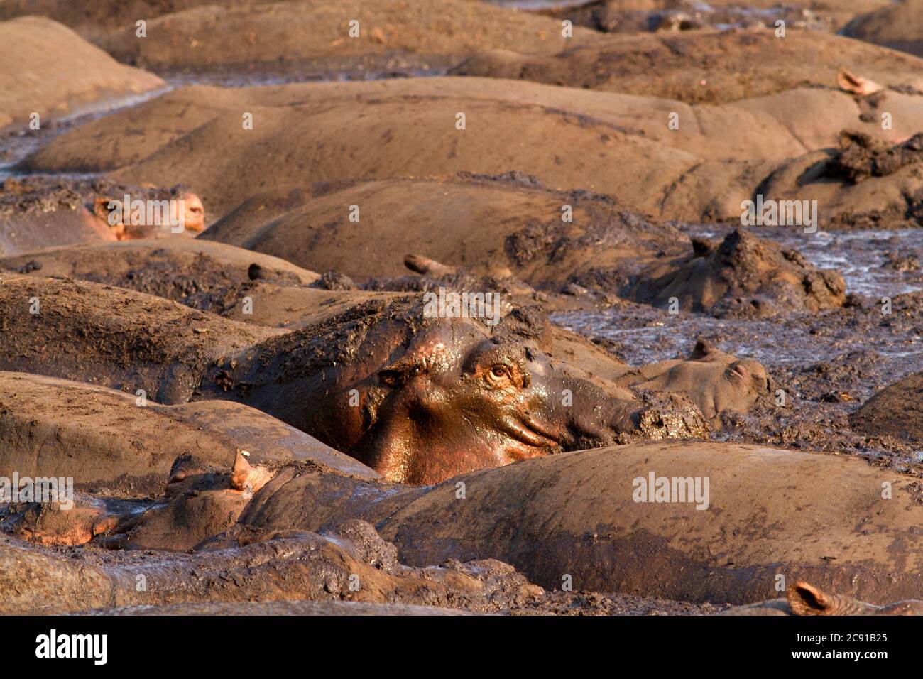 Hippos in mud water hi-res stock photography and images - Alamy