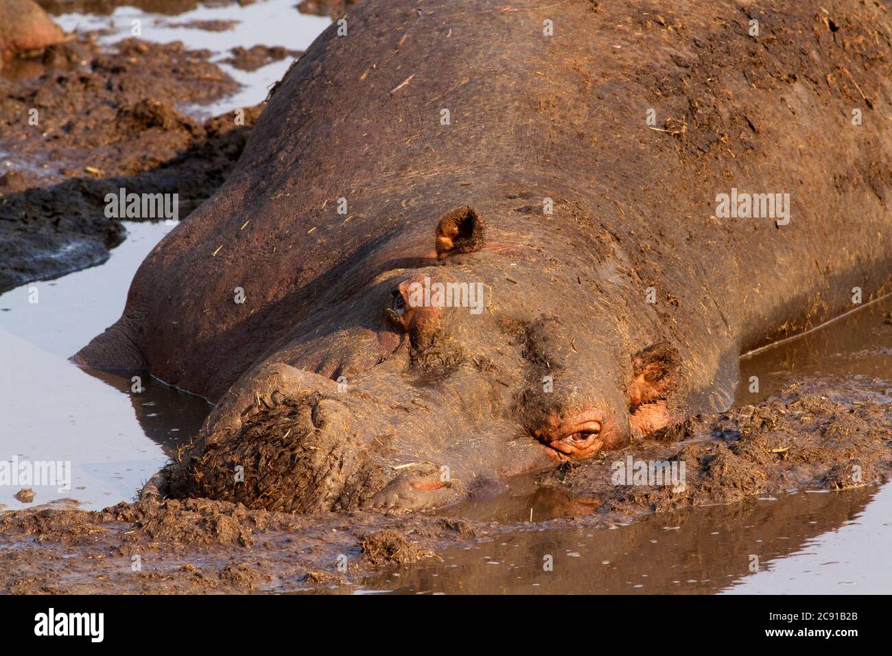 Wallows in mud hi-res stock photography and images - Alamy