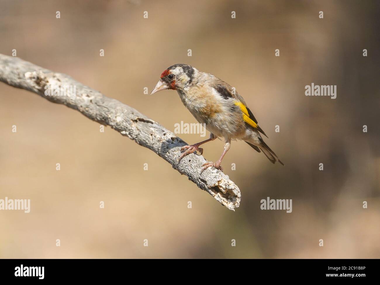 Young goldfinch hi-res stock photography and images - Alamy