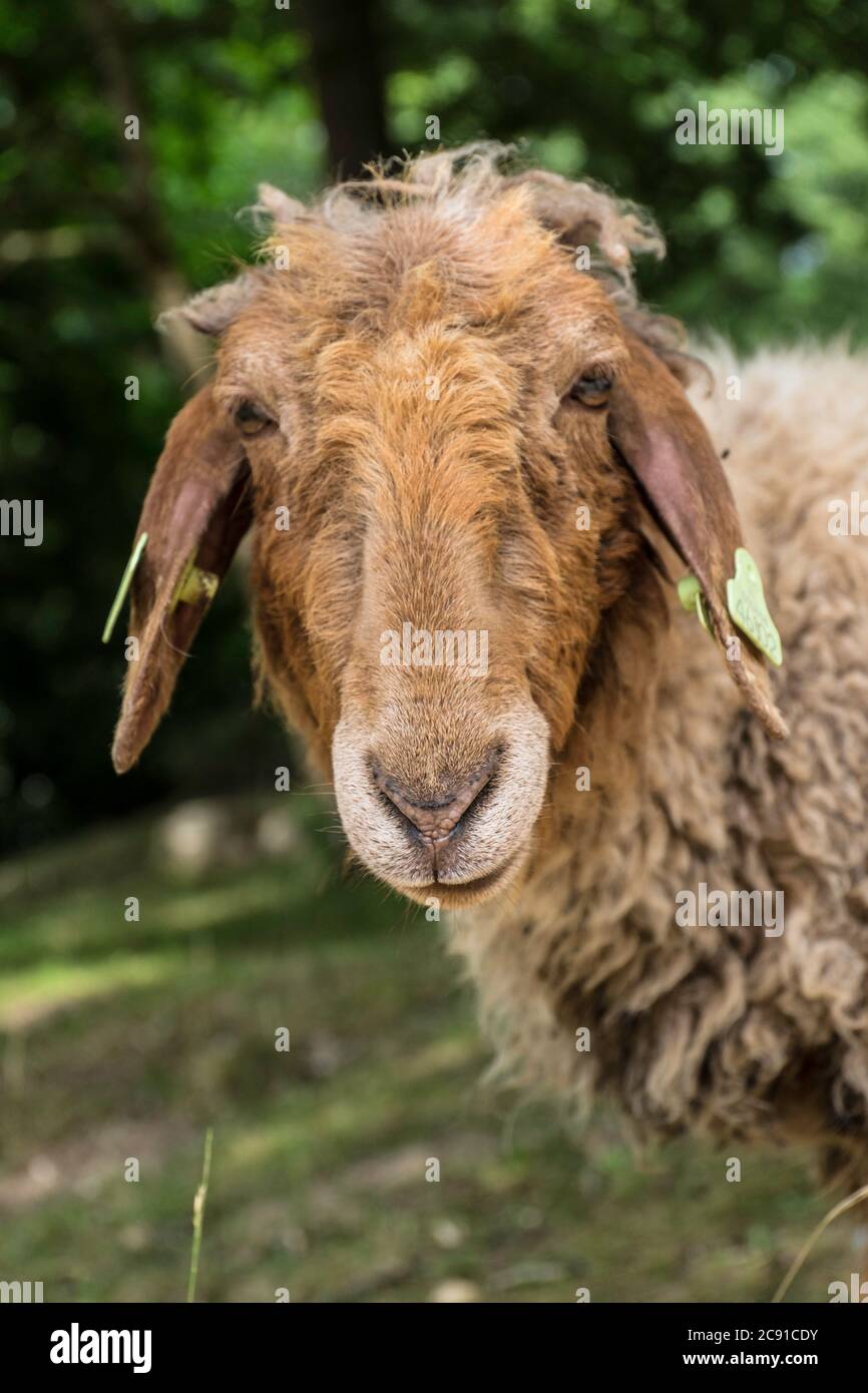 Goat with drooping ears hi-res stock photography and images - Alamy