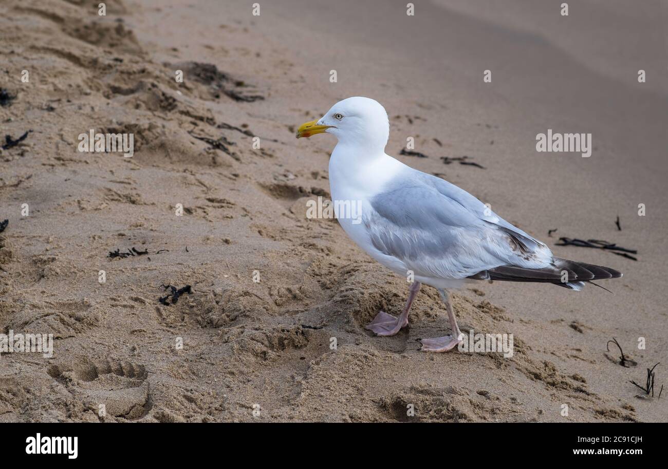 Seagull walking on beach close hi-res stock photography and images - Alamy